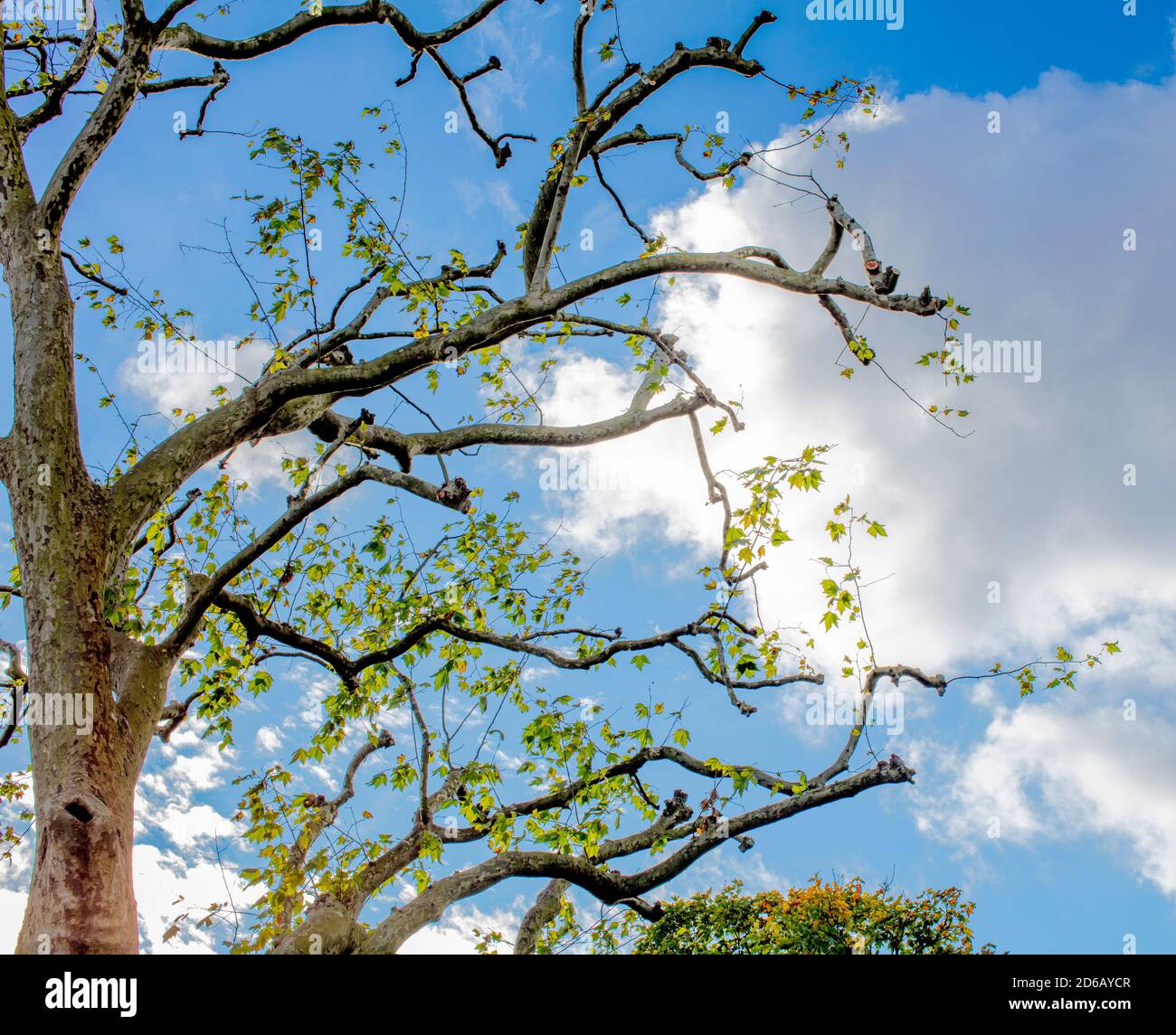 Pollarded tree garden hi-res stock photography and images - Alamy