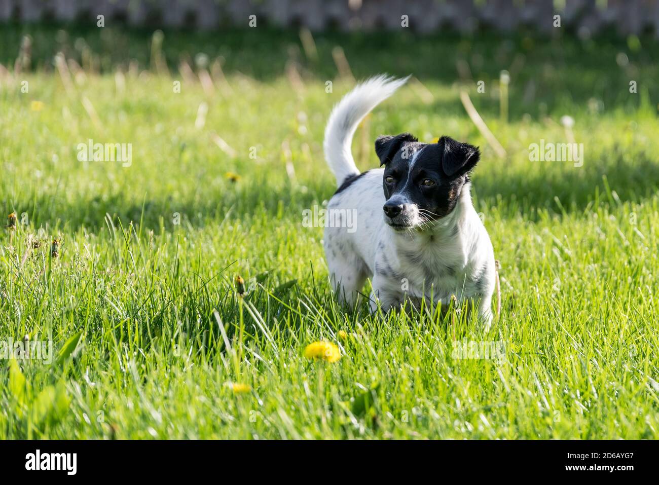 a Jack russell terrier striking a pose Stock Photo - Alamy