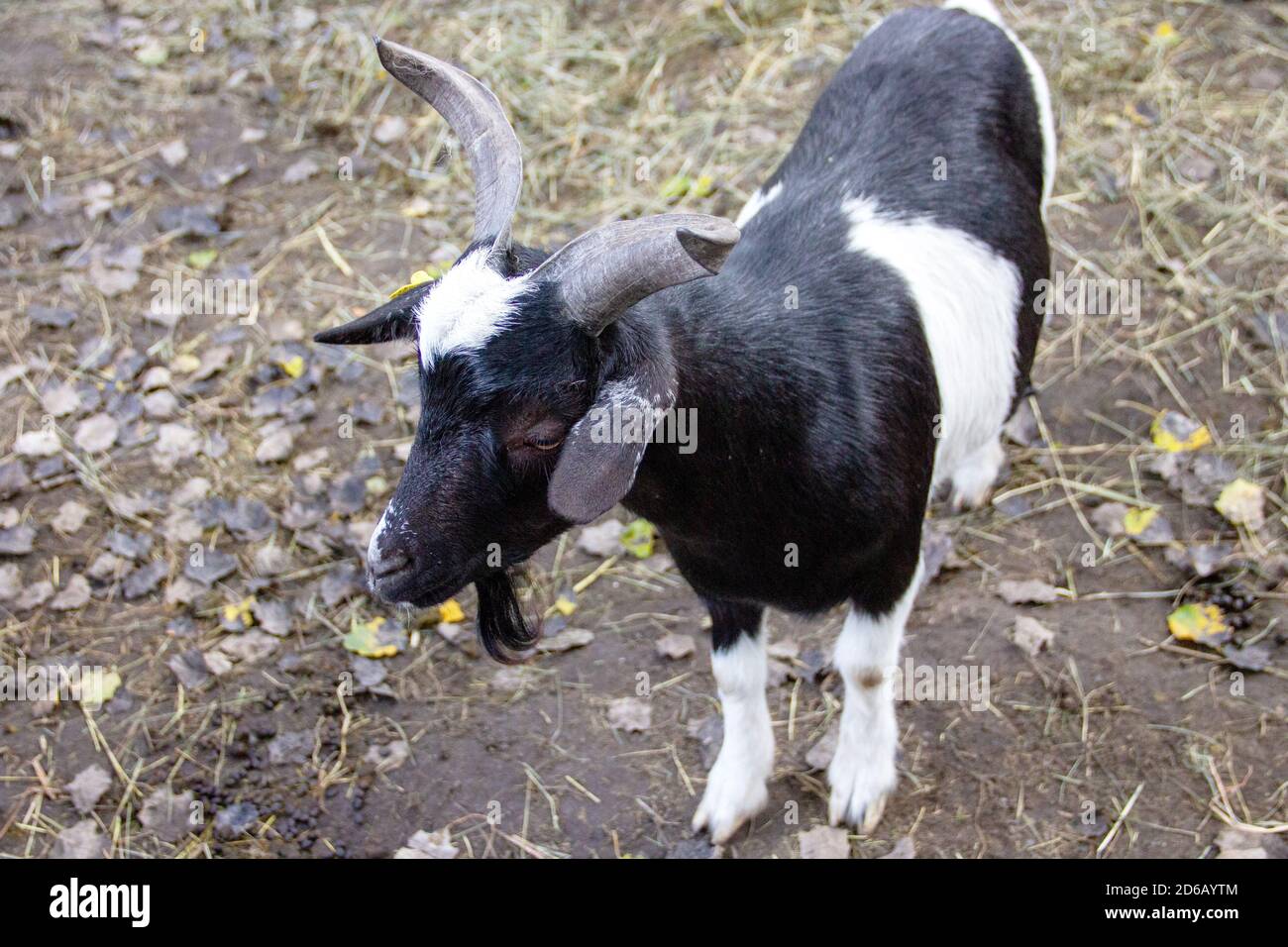 African breed hi-res stock photography and images - Alamy