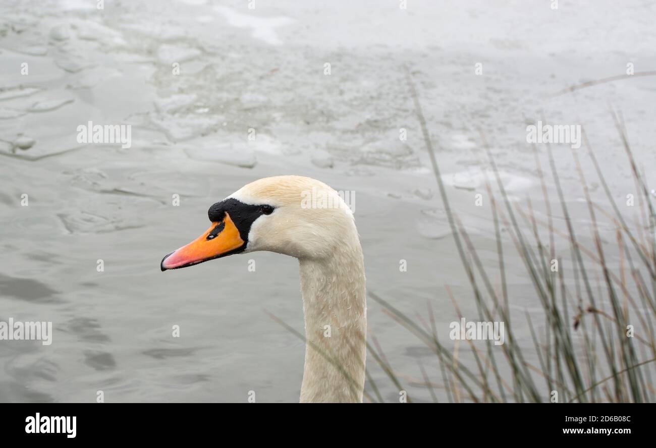 Adult swan on a frozen lake Stock Photo - Alamy