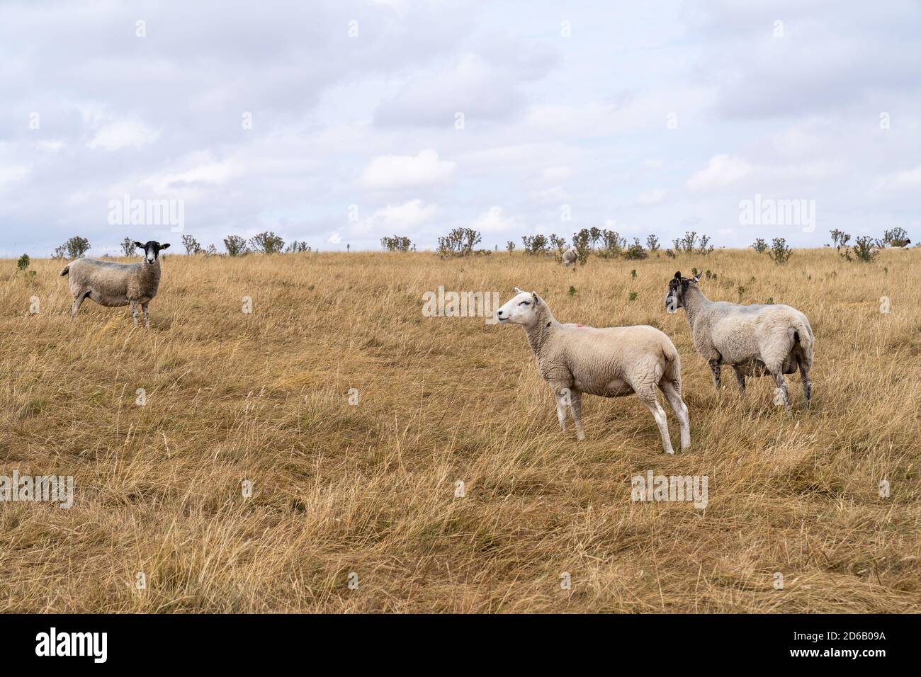 Sheep grazing in the English landscape at Maiden Castle near Dorchester ...