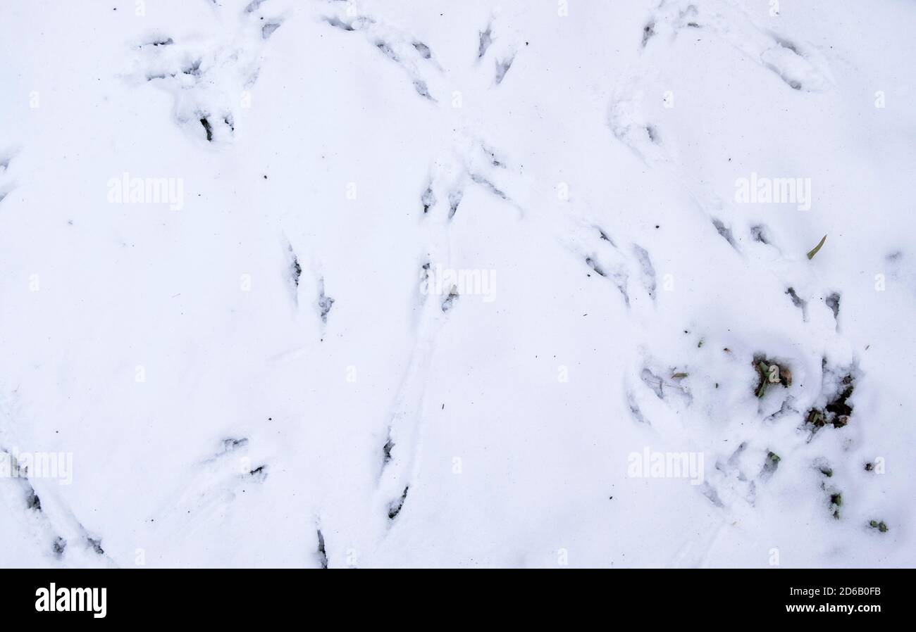 Trail of bird footprints in the snow hi-res stock photography and ...