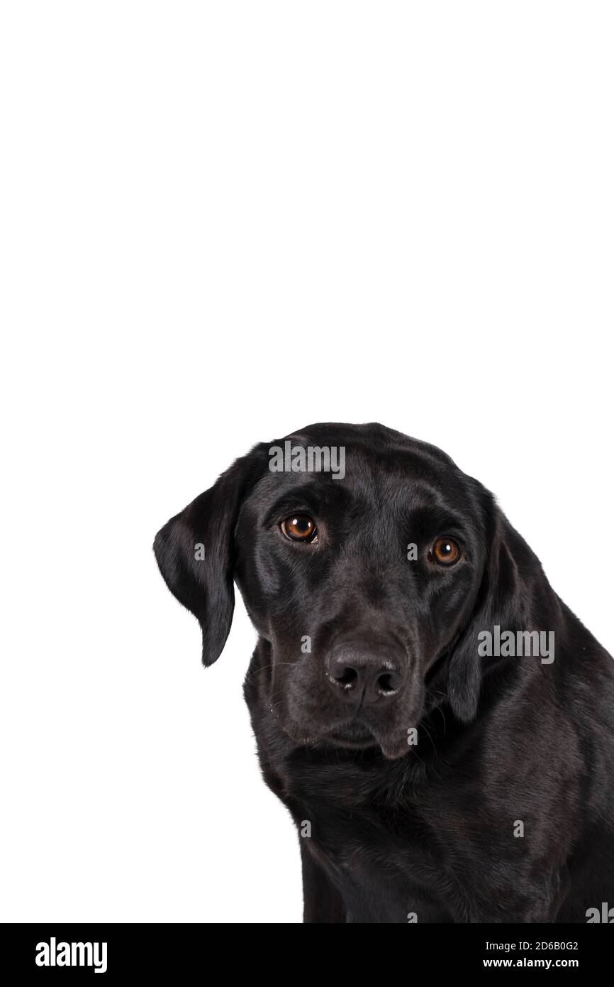 Portrait of the head of a female black labrador retriever dog isolated ...