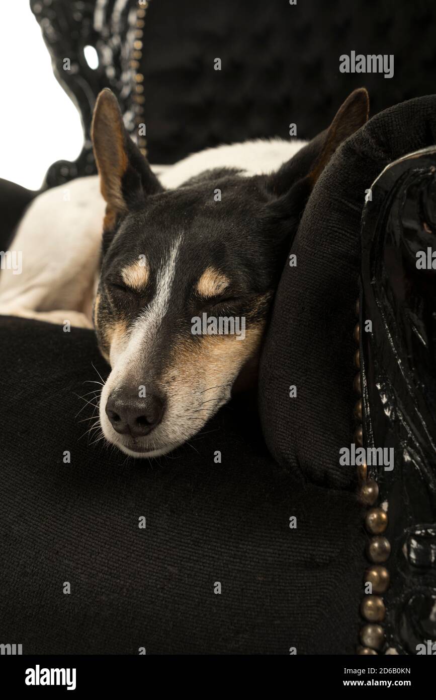 Dutch boerenfox terrier dog lying down in a chair sleeping isolated on ...