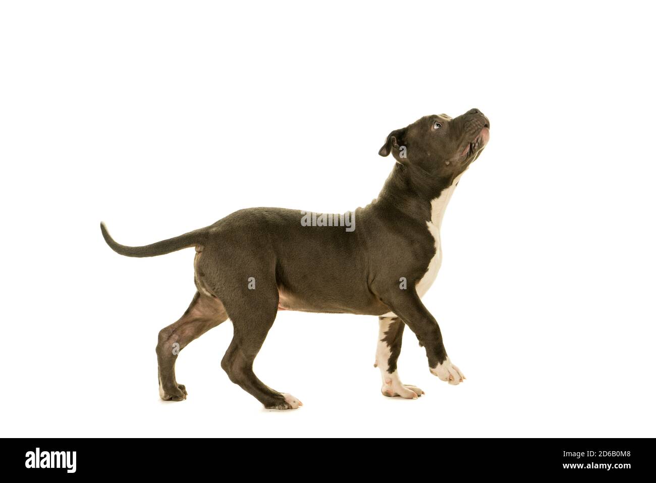 Cute young American Bully puppy standing looking up side view full body ...