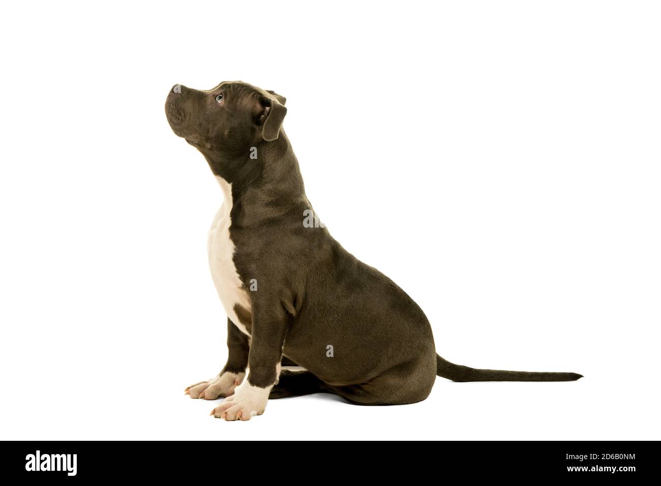 Cute young American Bully puppy sitting looking up side view full body ...