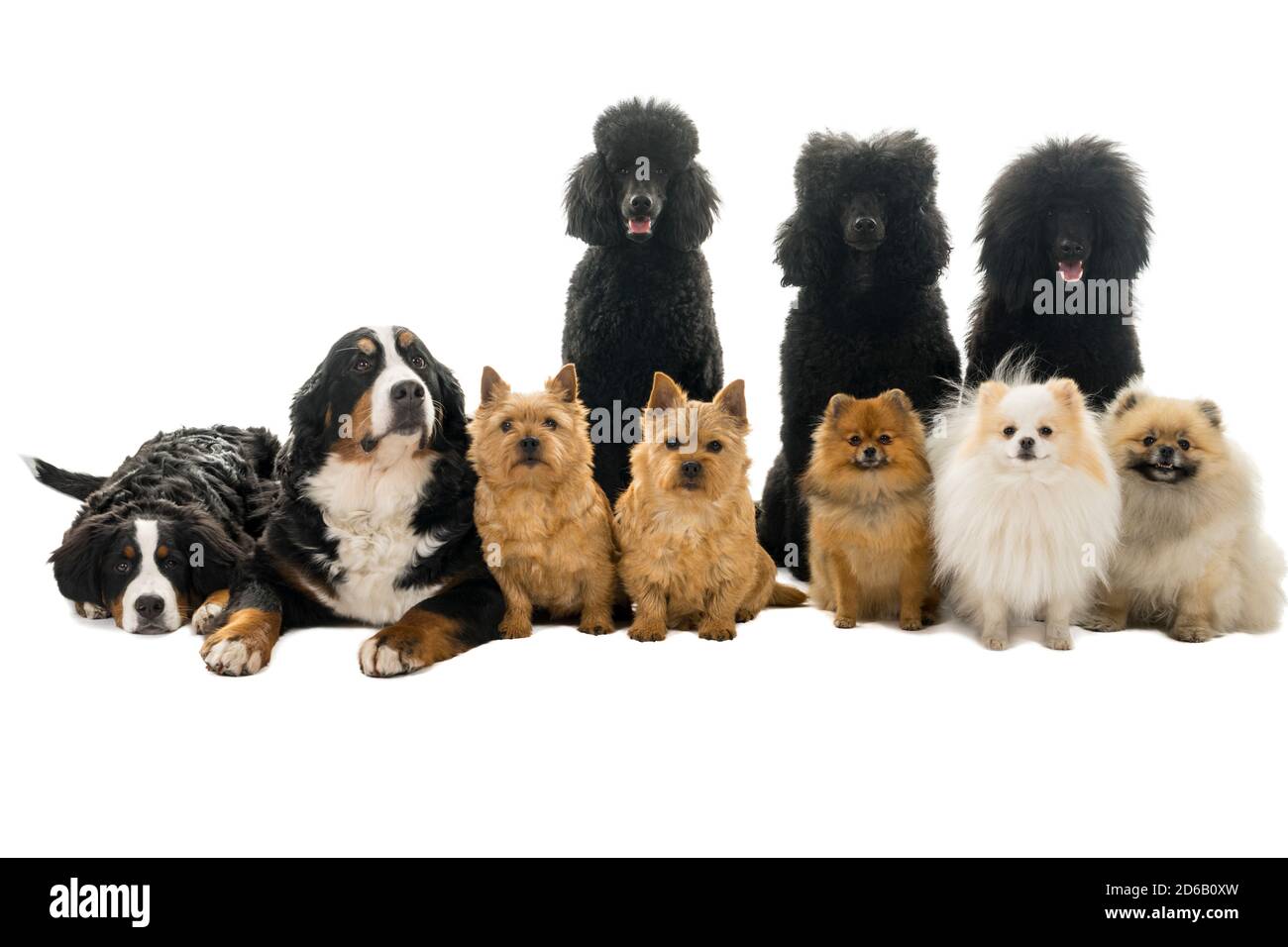 Ten dogs hi-res stock photography and images - Alamy