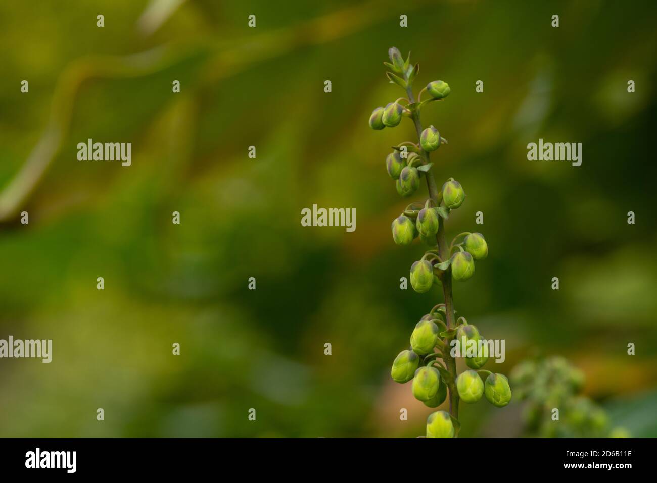 Close up of yellow flowers in a mahogany plant ( mahonia aquiflolium ...