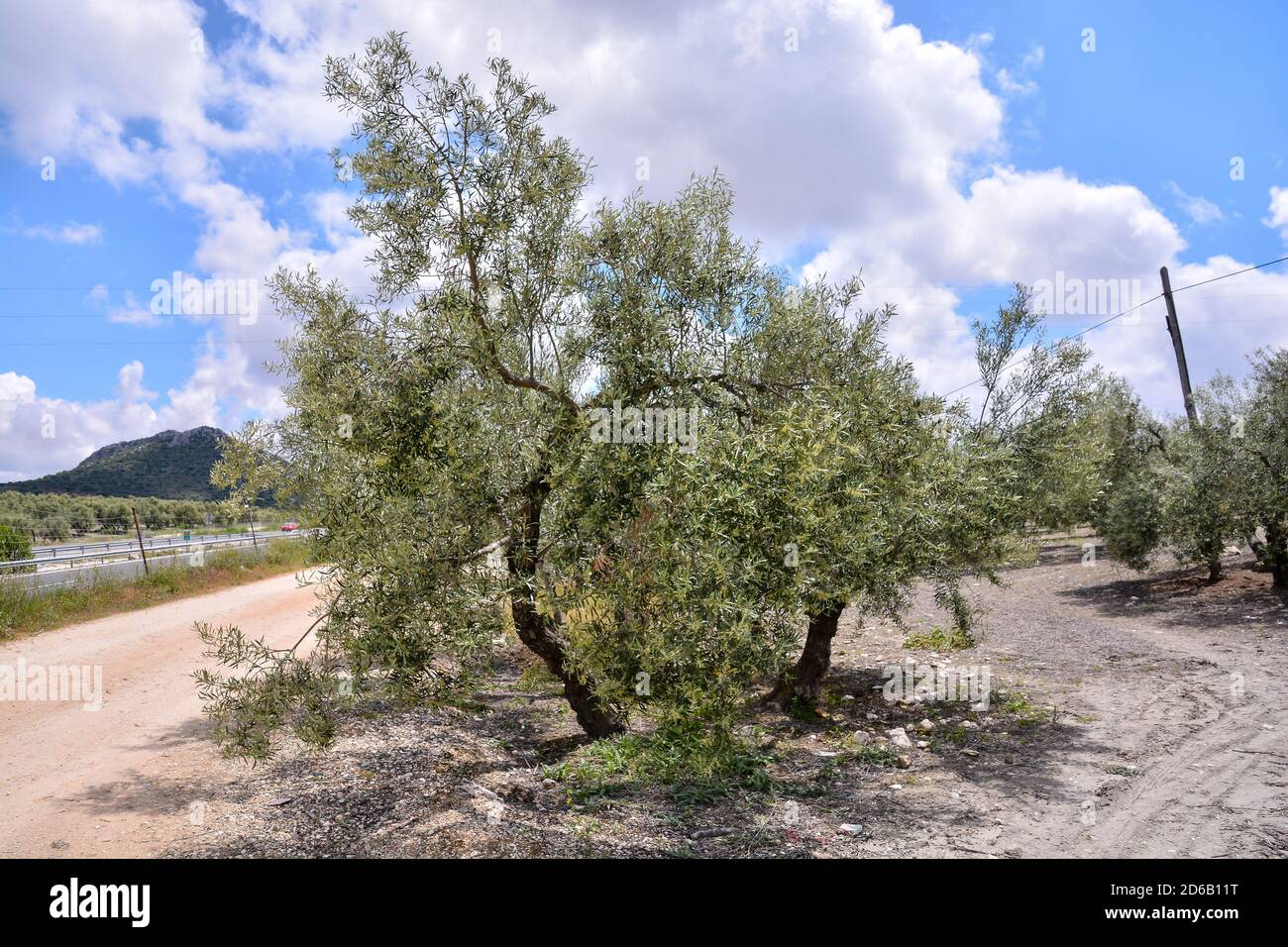 Olive trees under bright sunlight Stock Photo - Alamy
