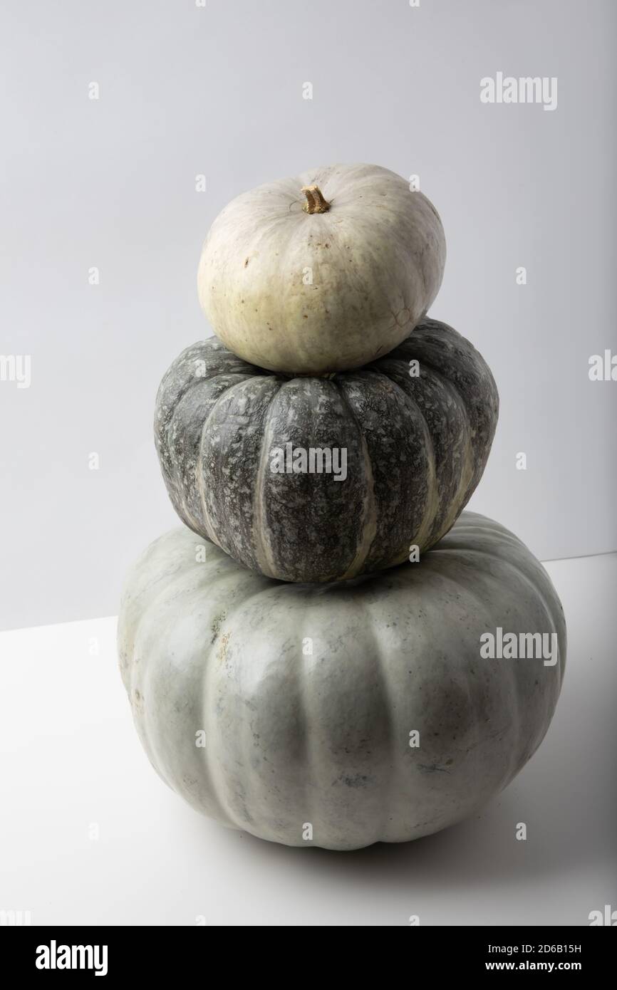 Real fresh gray pumpkin on white paper background. Side view Stock ...