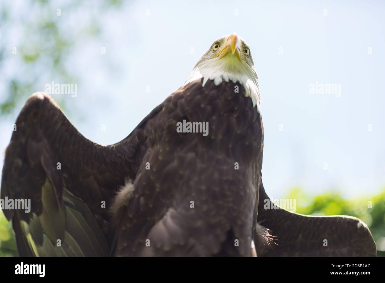 Bald eagle flying from below hi-res stock photography and images - Alamy