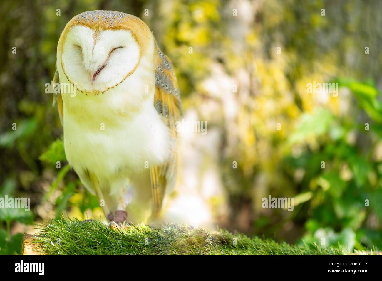Barn owl beak open hi-res stock photography and images - Alamy