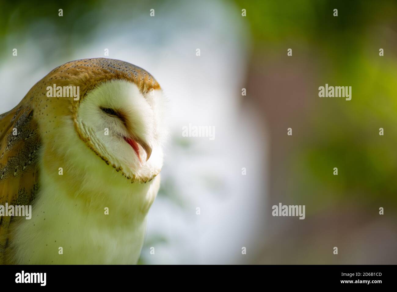 Barn owl ( Tylo Alba ) with open beak or mouth, portrait against a ...