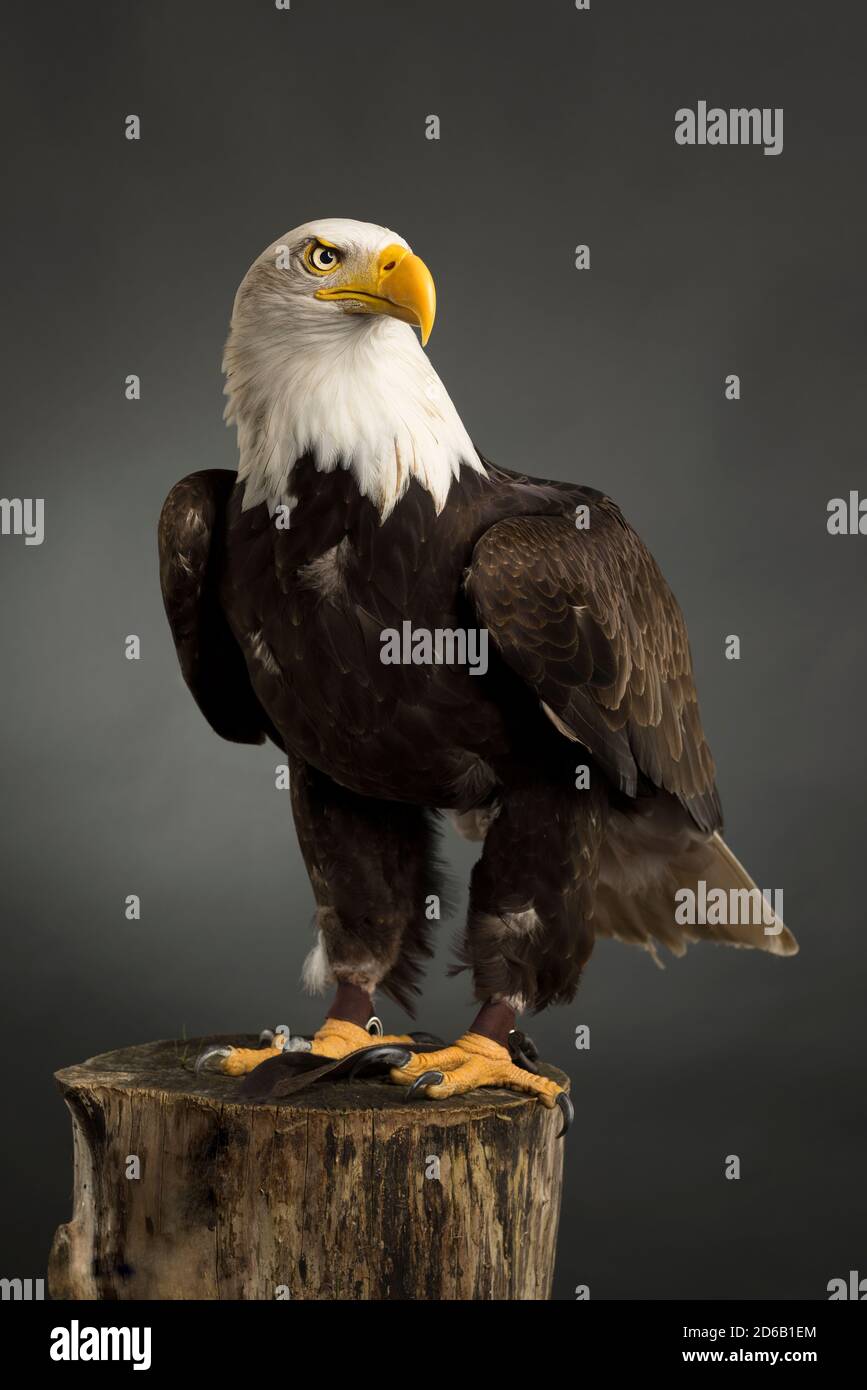 Portrait ( whole body ) of an American Bald Eagle taken in a studio ...