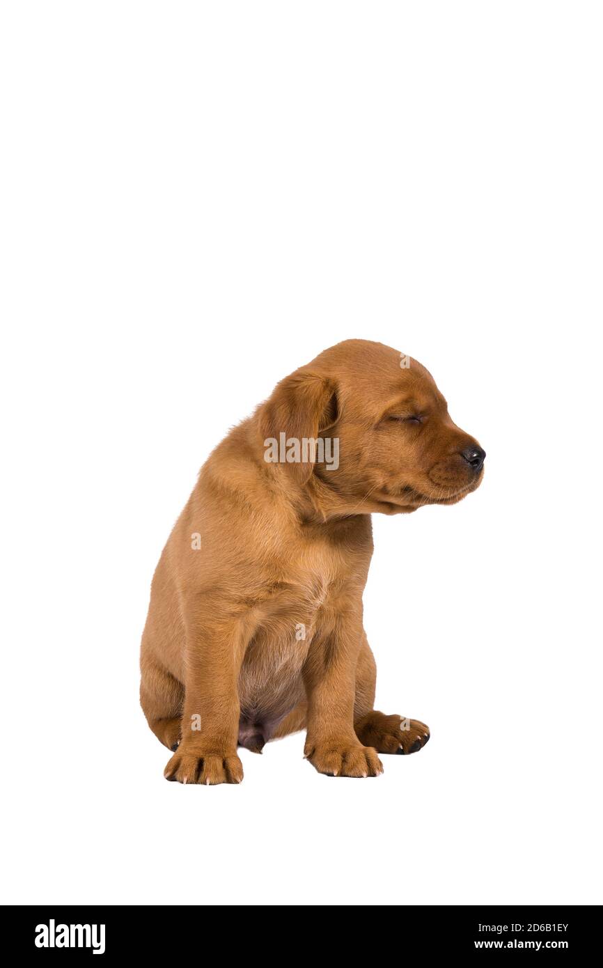 5 week old labrador puppy isolated on a white background sitting Stock ...