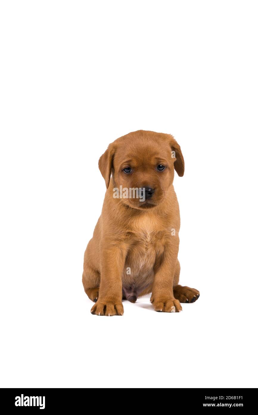 5 week old labrador puppy isolated on a white background sitting Stock ...