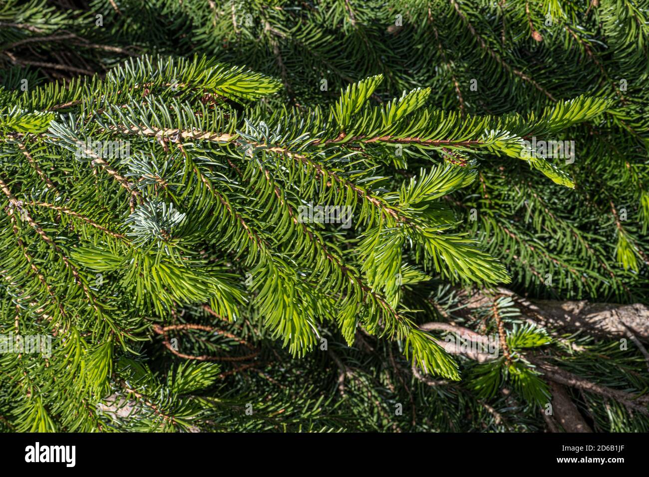 Leaves of Weeping Serbian Spruce (Picea omorika 'Pendula' Stock Photo ...