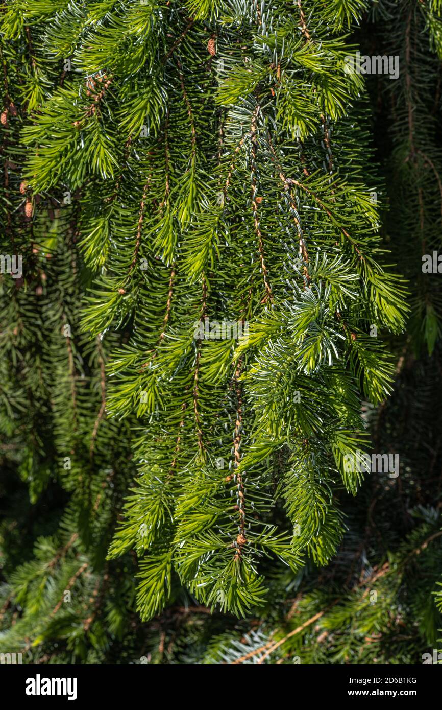 Picea omorika pendula hi-res stock photography and images - Alamy