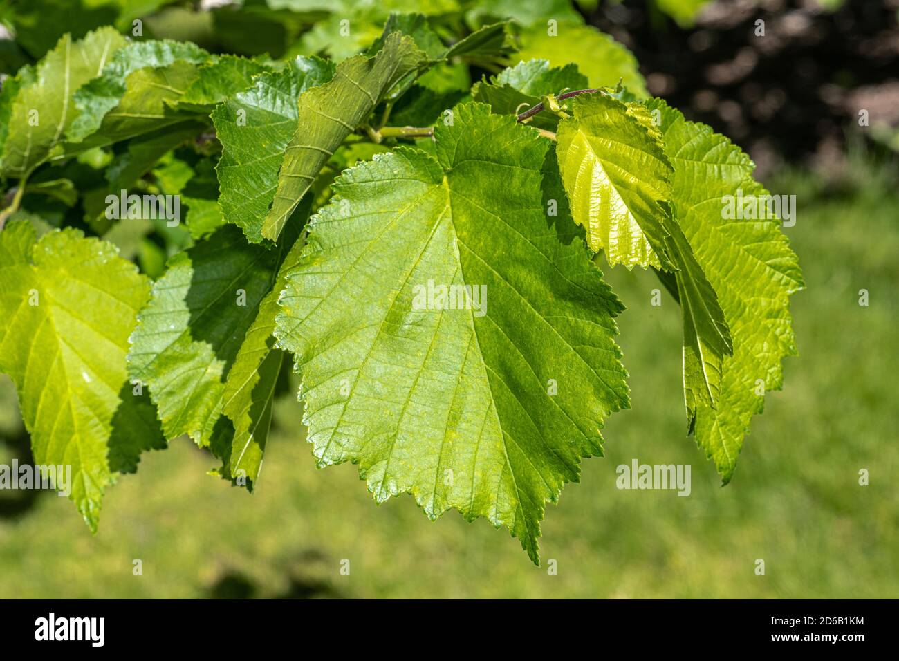 Corylus colurna hi-res stock photography and images - Alamy
