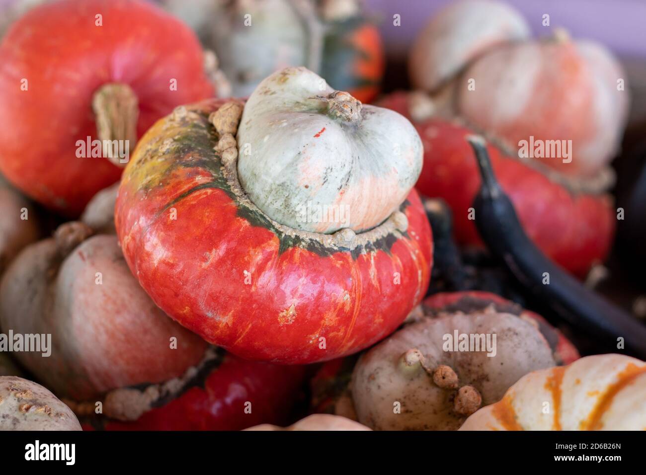 Turban squash hi-res stock photography and images - Alamy