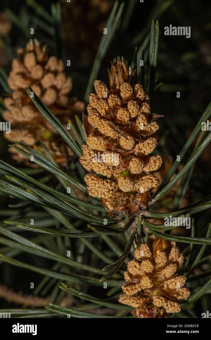 Male Cones of Scots Pine (Pinus sylvestris Stock Photo - Alamy