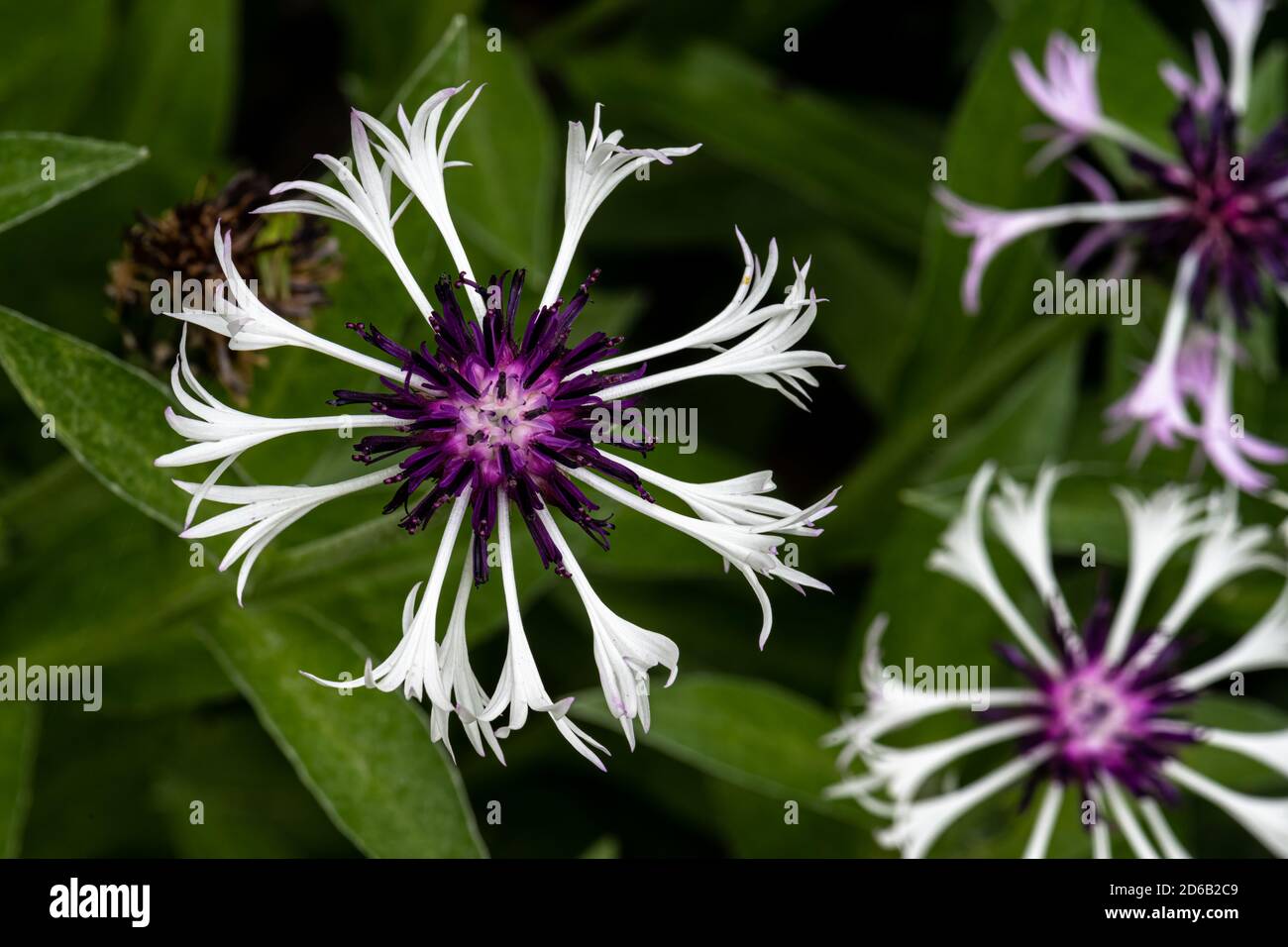 Bachelors button 1 hi-res stock photography and images - Alamy