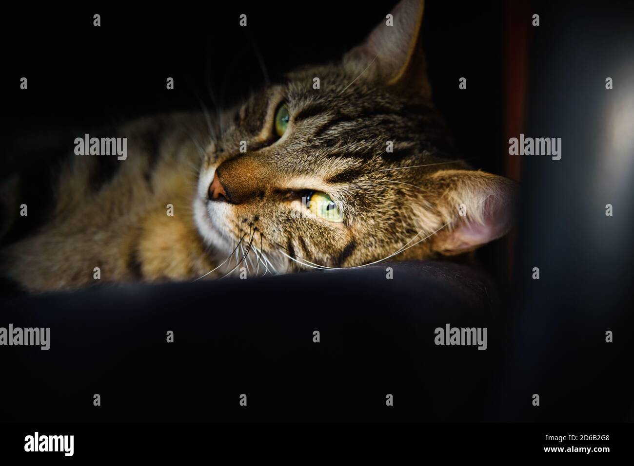 A cat looks relaxed Stock Photo - Alamy