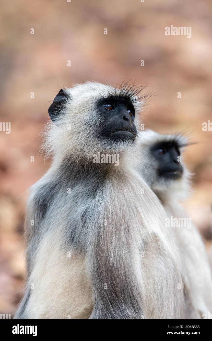 Gray langur (Semnopithecus) adopt almost human-like poses in the wooded ...