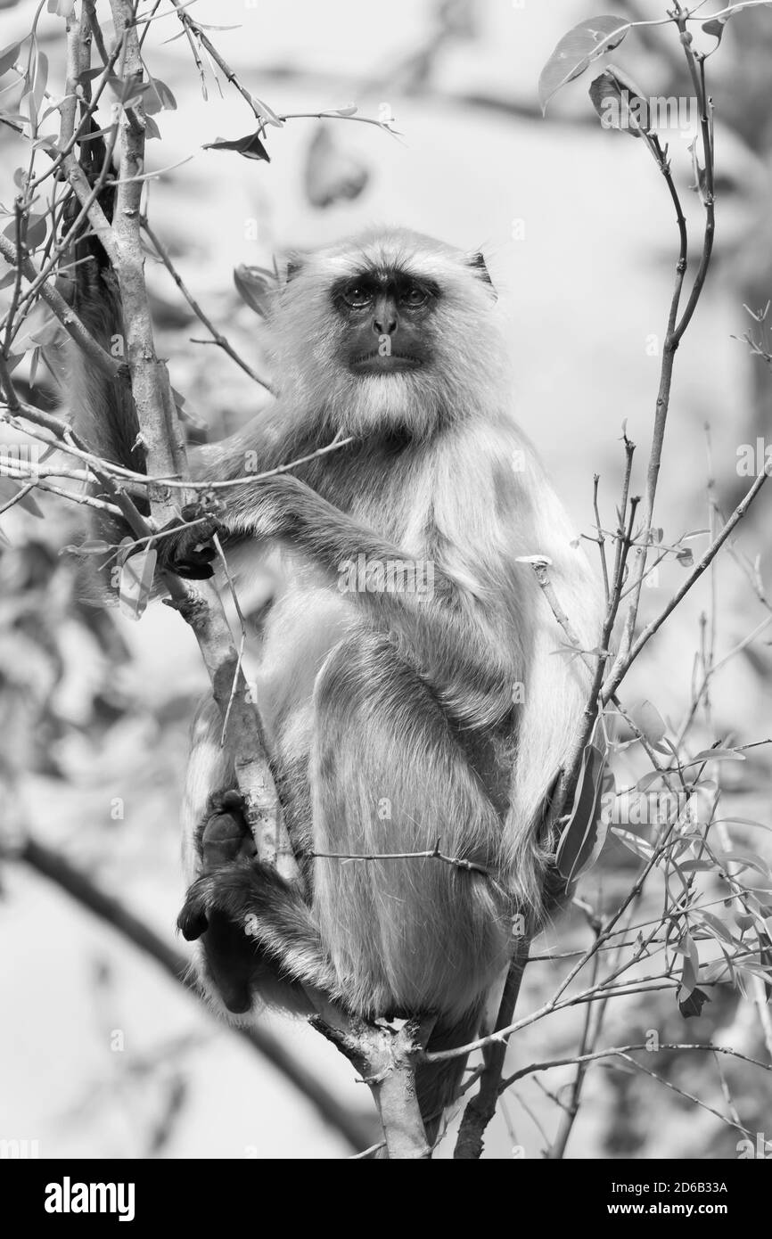 Gray langur (Semnopithecus) adopt almost human-like poses in the wooded ...