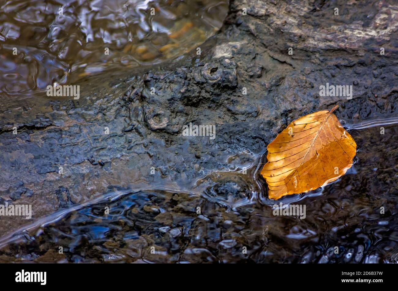 A golden leaf from an American beech tree lays alongside a stream, Nov ...