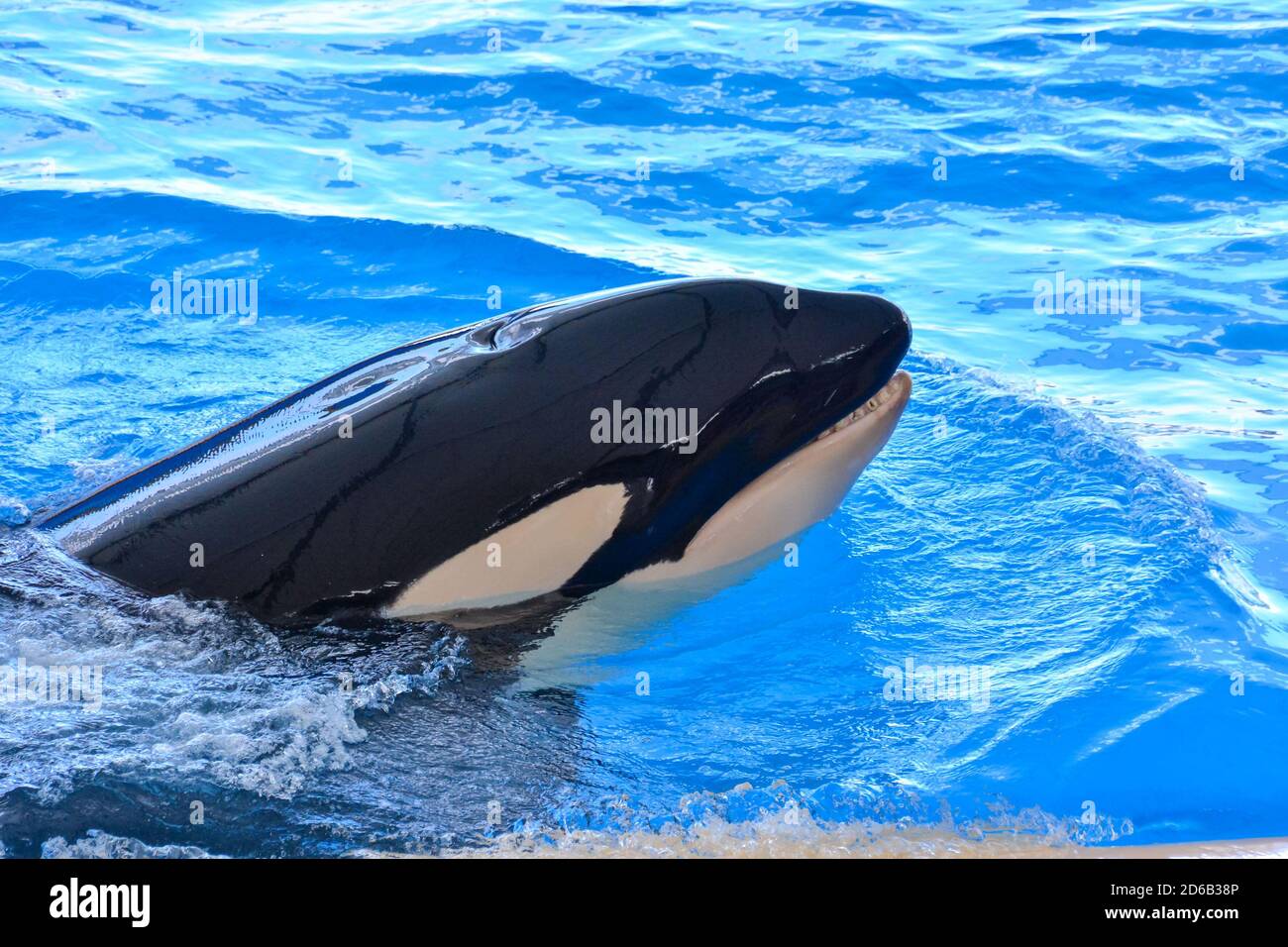 Mammal Orca Killer Whale Fish Stock Photo - Alamy
