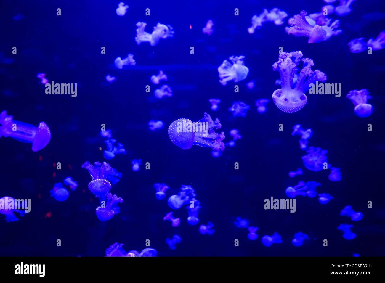 Jellyfish Dangerous Poisonous Medusa Stock Photo - Alamy