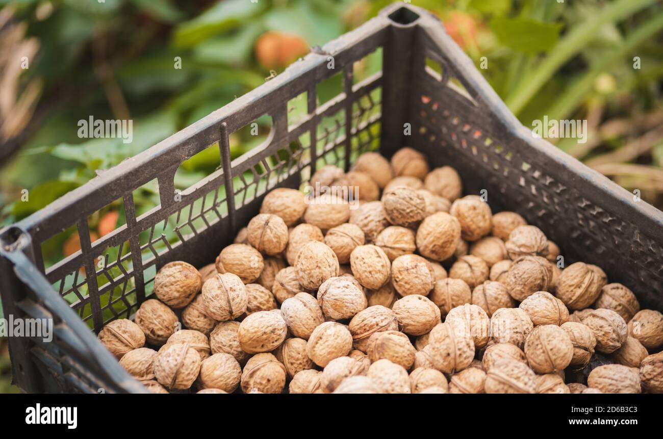 Close up of walnuts crop in crate. Pile of nuts in shell outdoors in ...