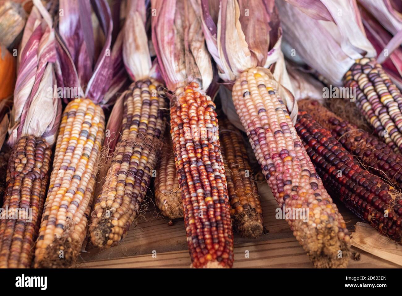 Indian corn farming hi-res stock photography and images - Alamy