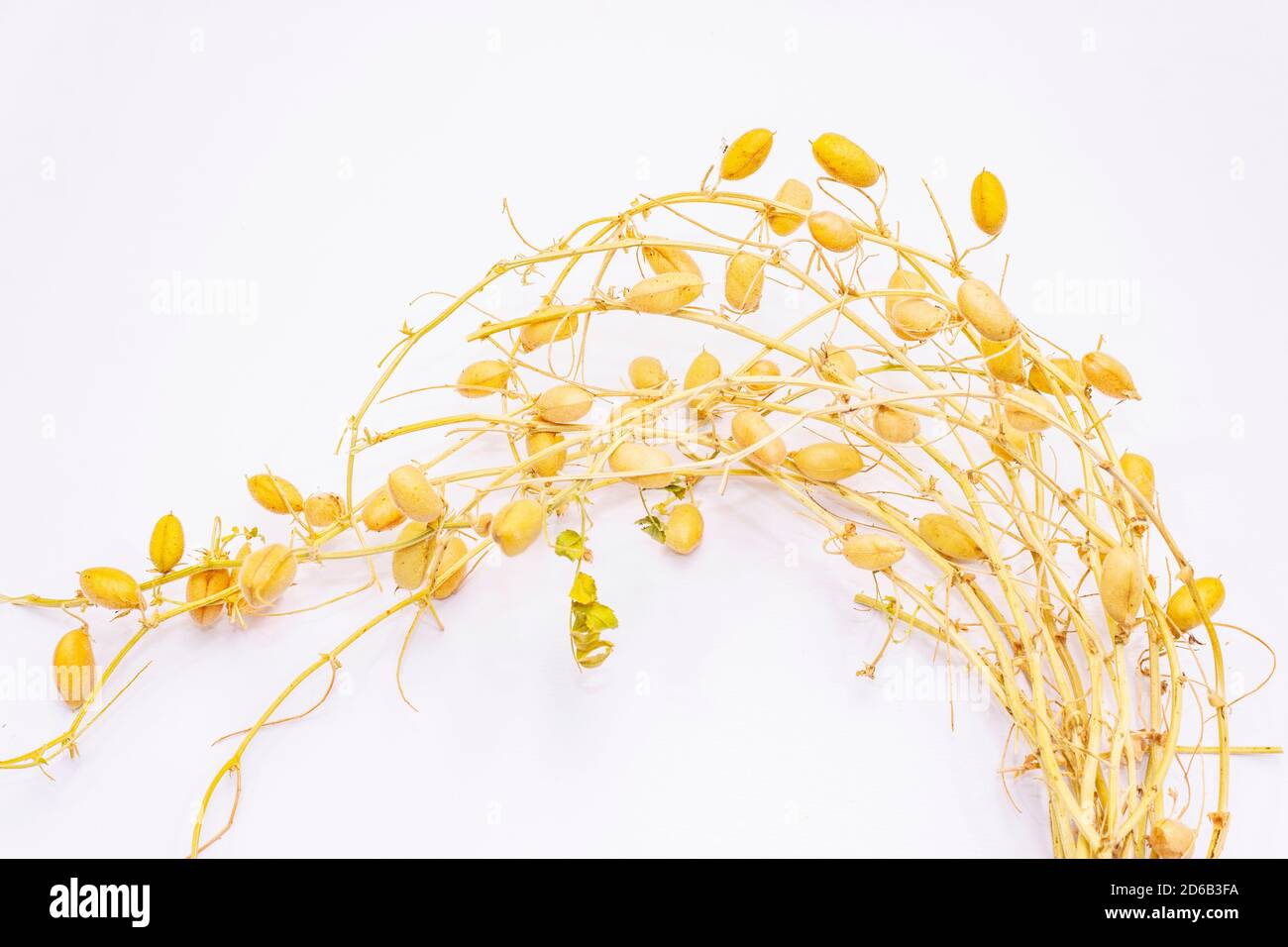 Dry chickpeas branches with pods isolated on white. A traditional ...