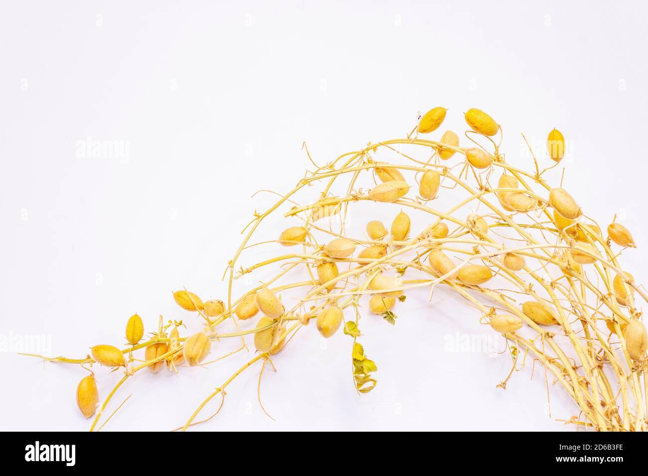 Dry chickpeas branches with pods isolated on white. A traditional ...