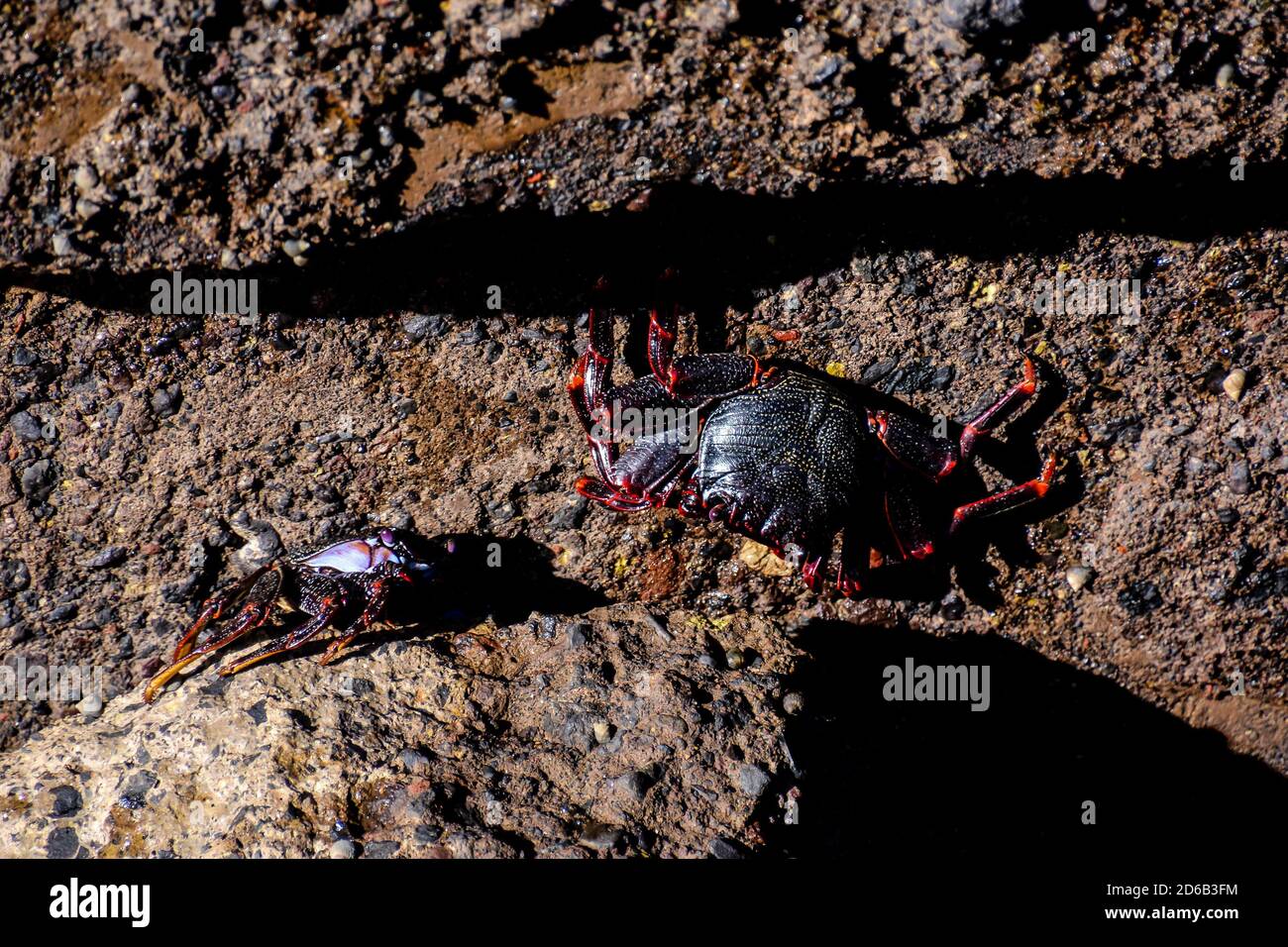 Sea animal red crab Stock Photo - Alamy