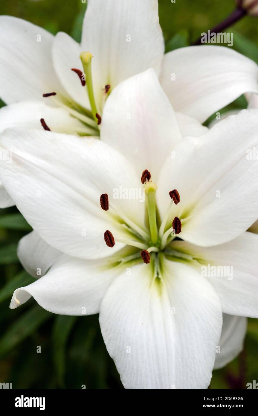 A white Asiatic lily Mont Blanc showing Stigma and Stamen A 1a) sub ...