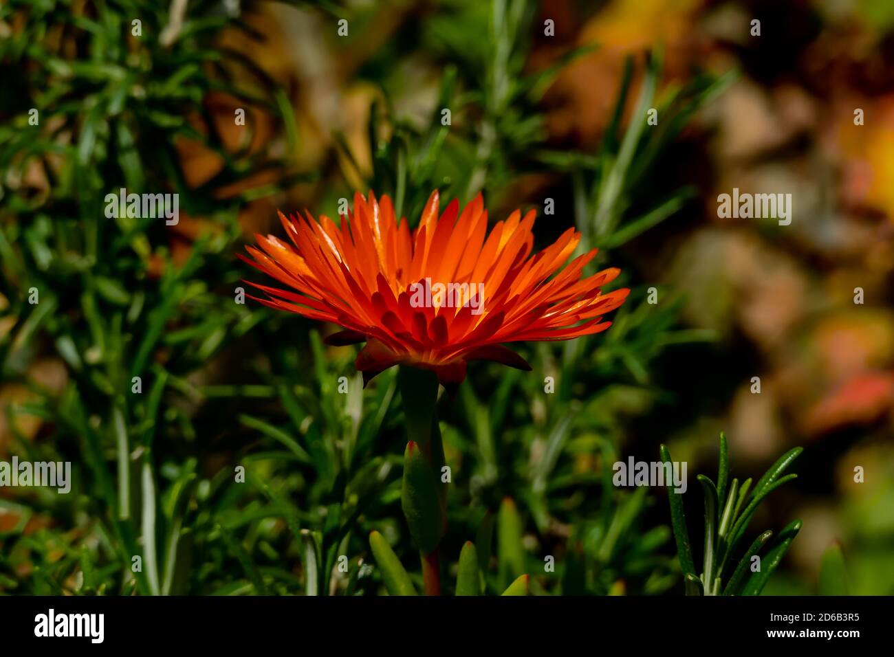 Calendula sea hi-res stock photography and images - Alamy