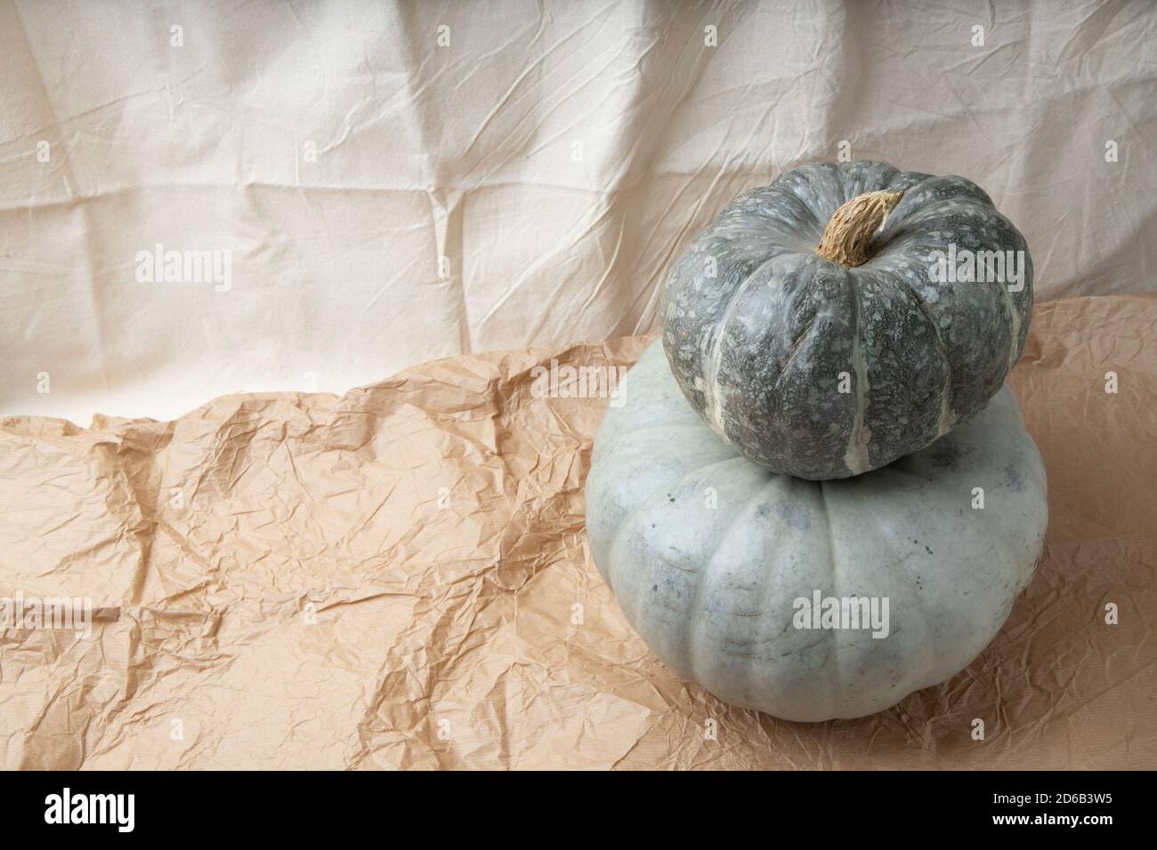 Real fresh gray pumpkin on paper background with fabric drapery Stock ...