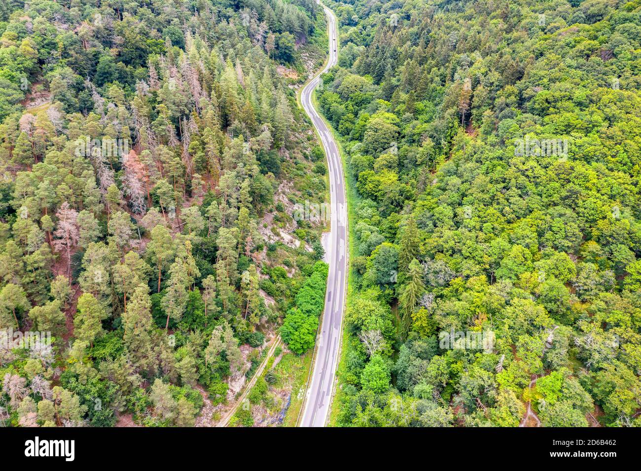 Forest street hi-res stock photography and images - Alamy