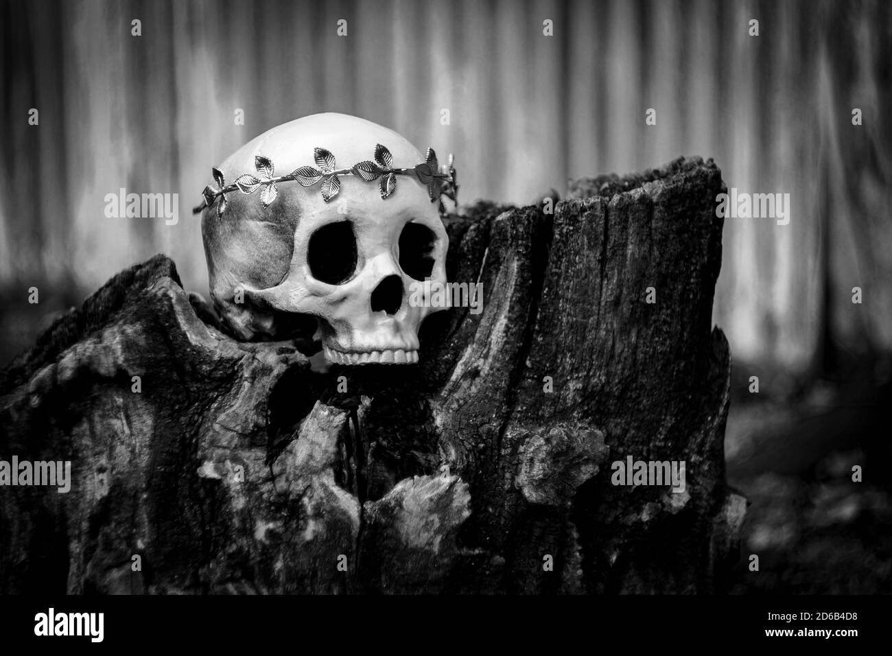 Human skeleton skull of King or Queen wearing royal gold leaf crown ...