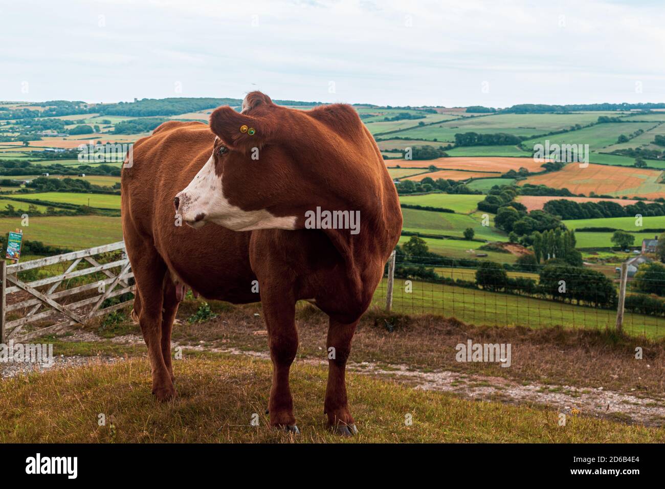 Adult red cow with white patch on her face standing by the entrance ...