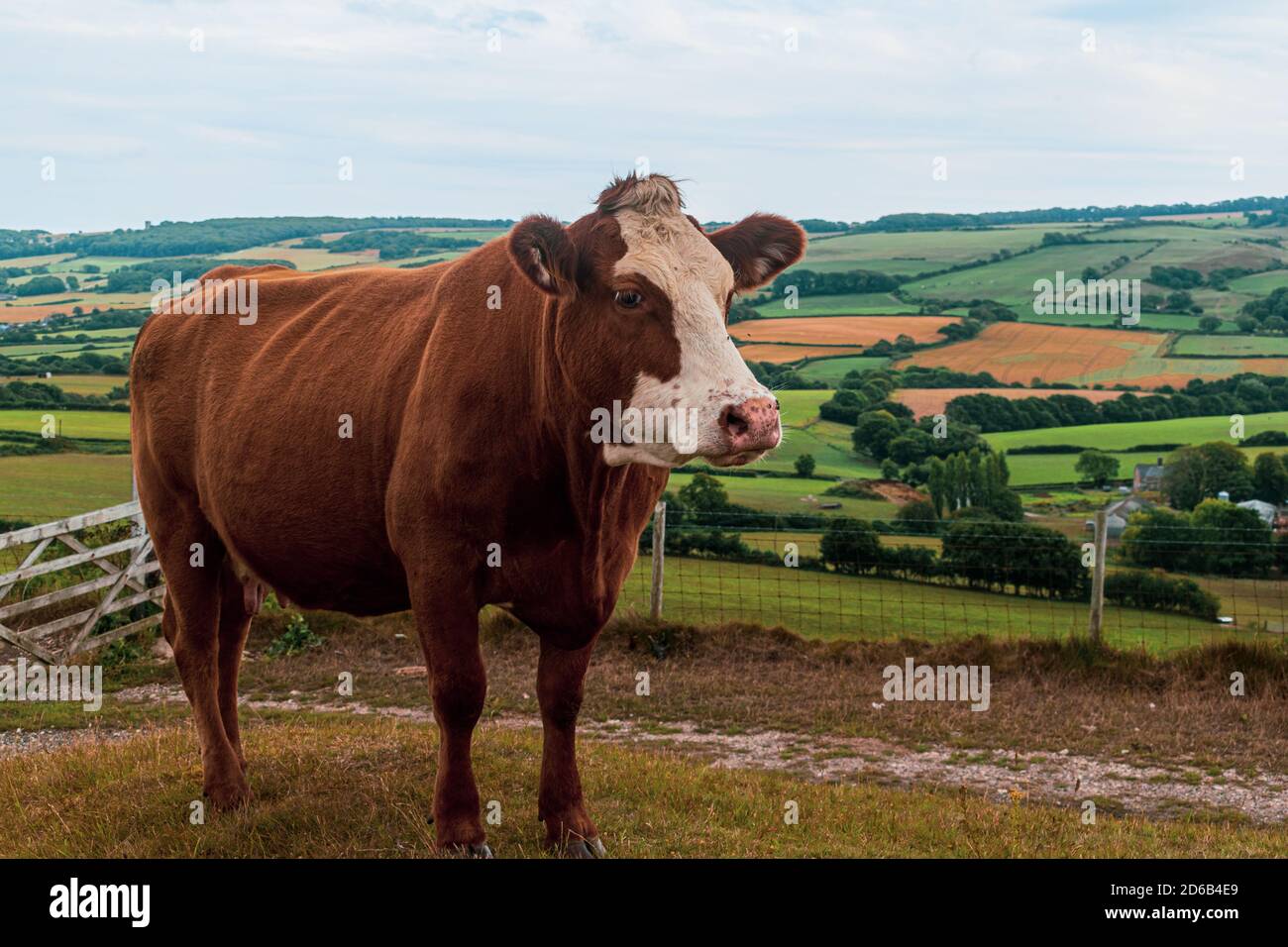Adult red cow with white patch on her face standing by the entrance ...
