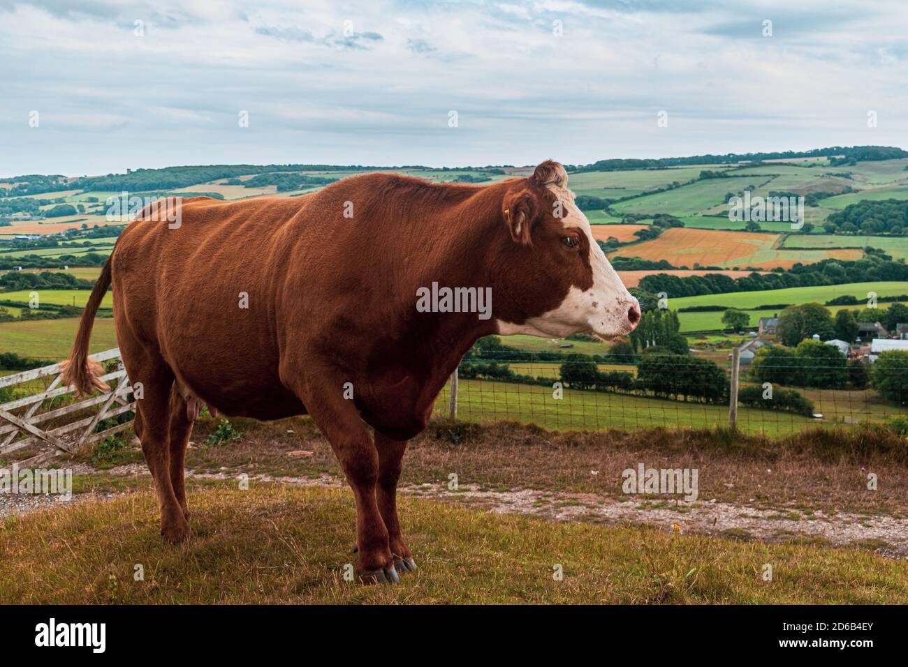 Adult red cow with white patch on her face standing by the entrance ...
