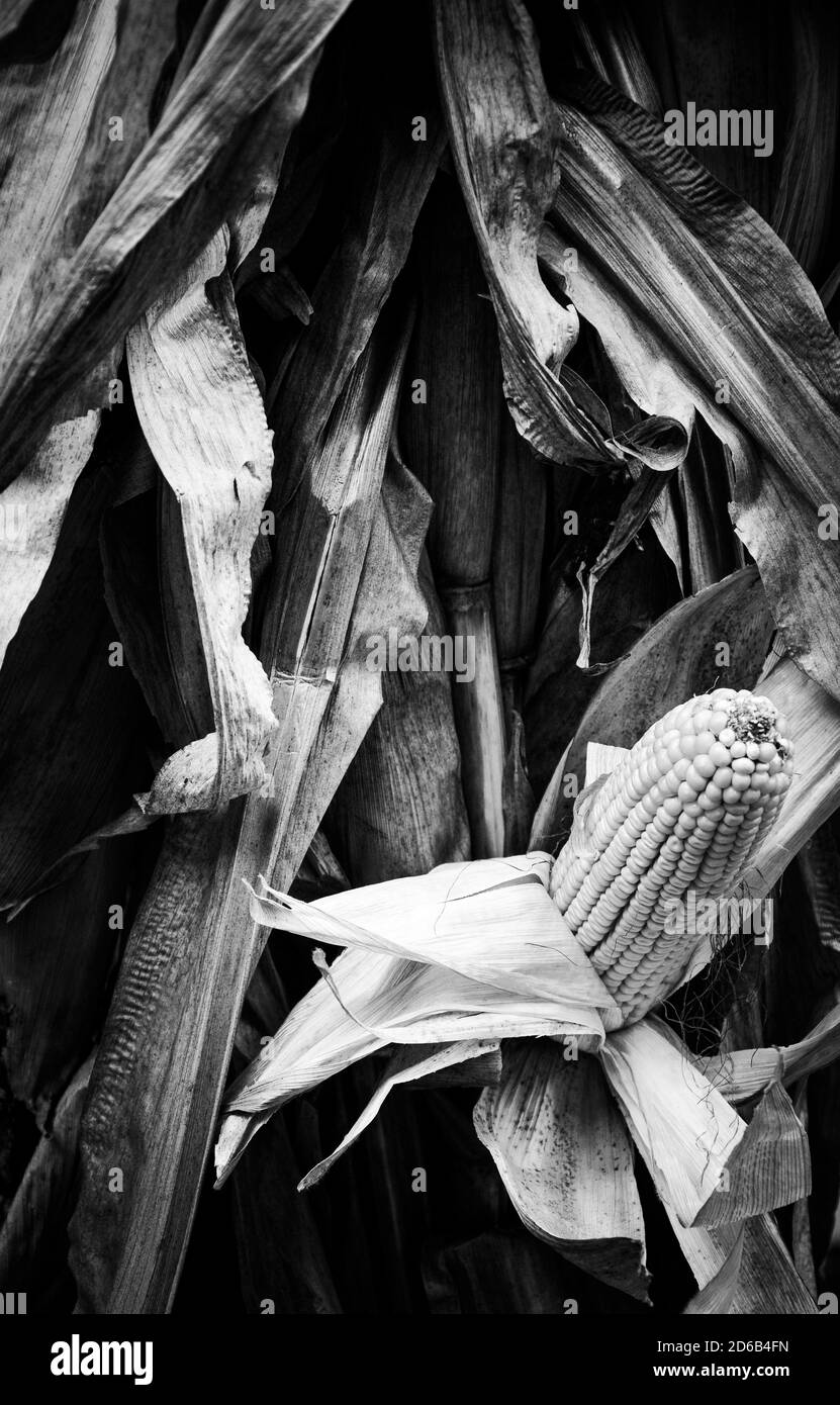 A single ear of dry corn on the cob, partially shucked with it's ...