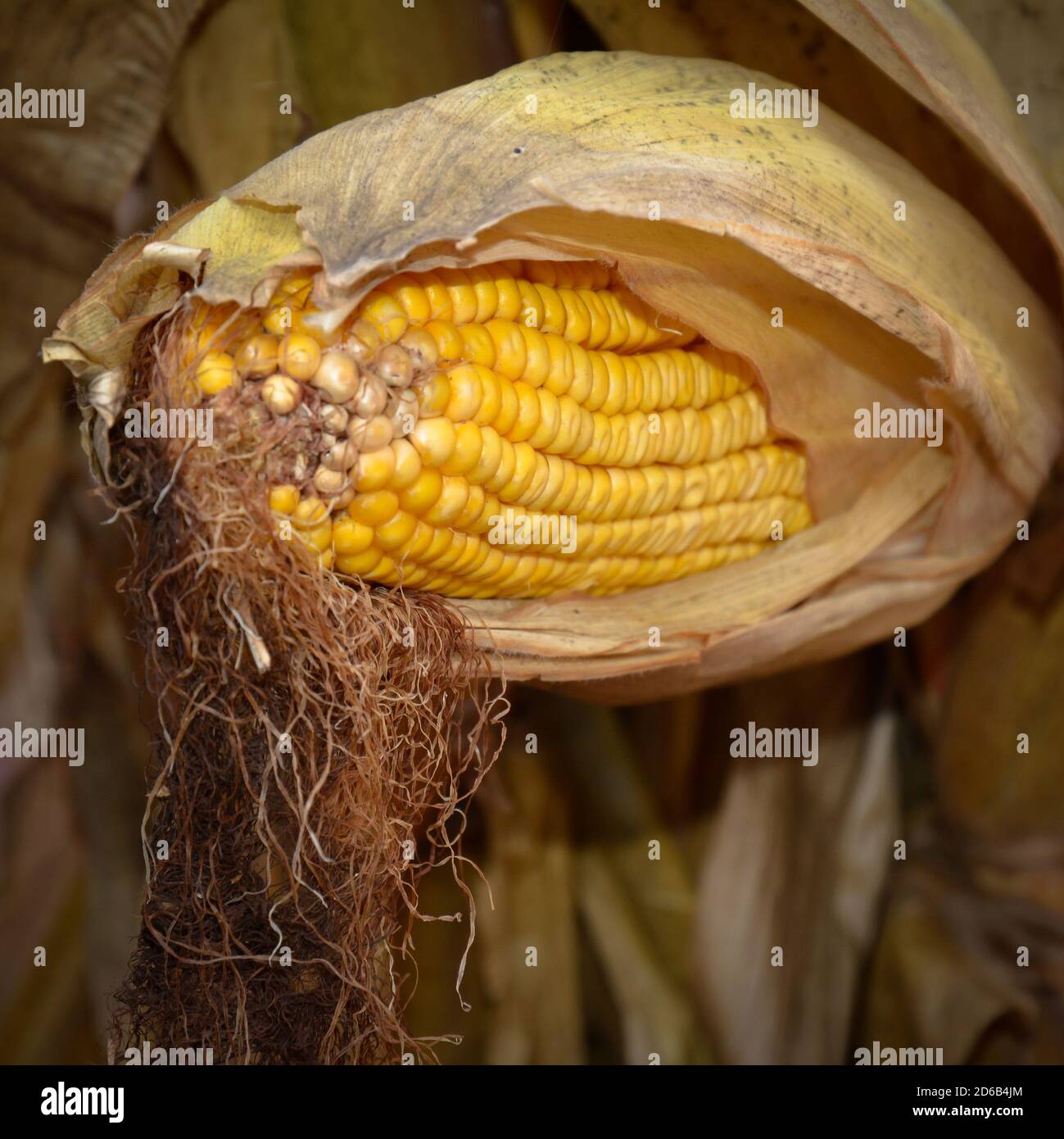 A single ear of dry corn on the cob, partially shucked with it's ...