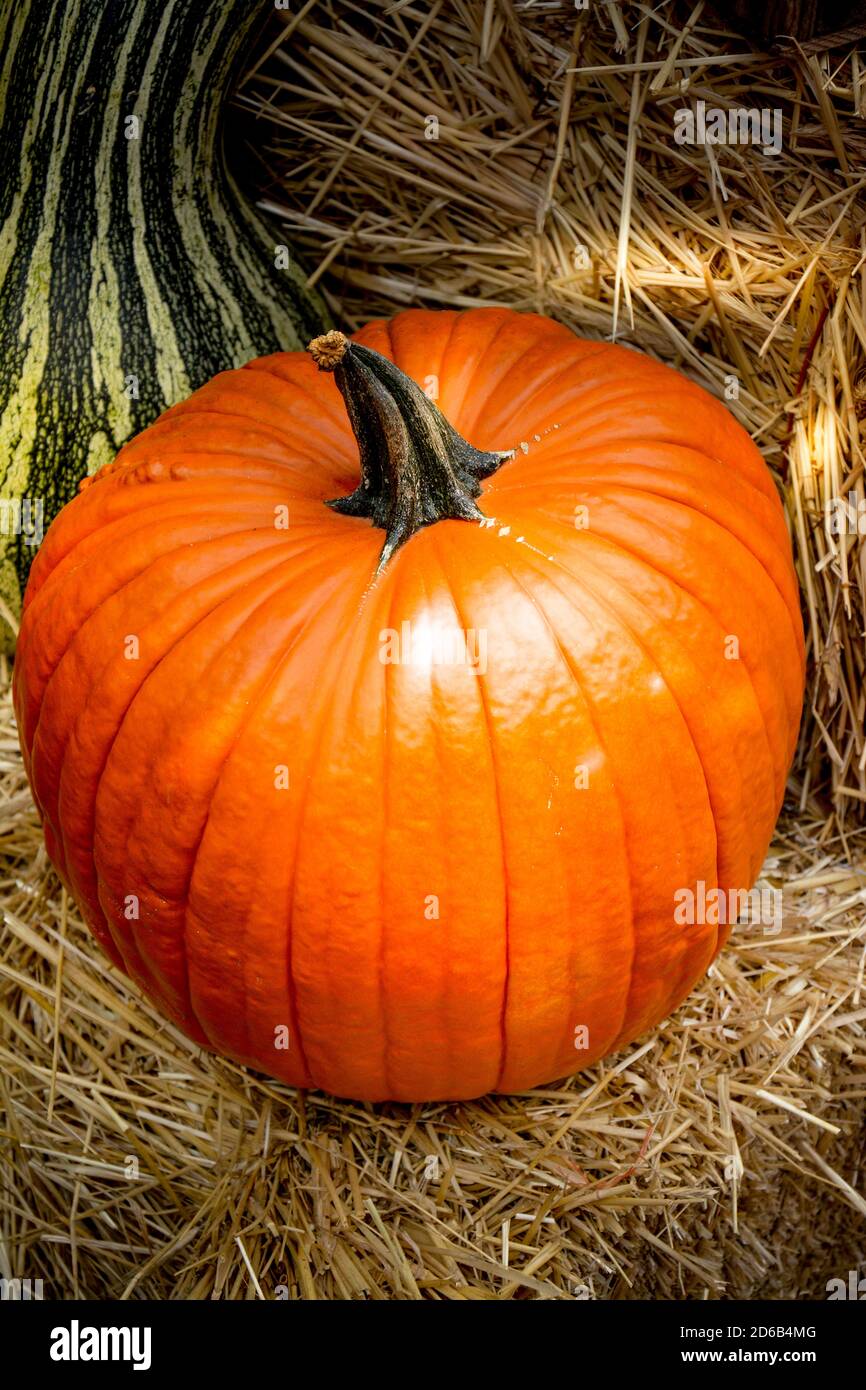 A close up of a big orange perfect pumpkin in a display of gourds on ...