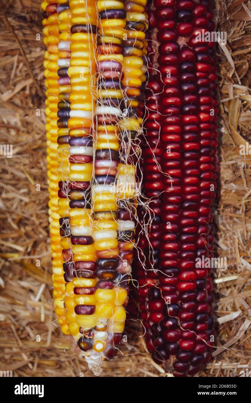 Tri colors hi-res stock photography and images - Alamy