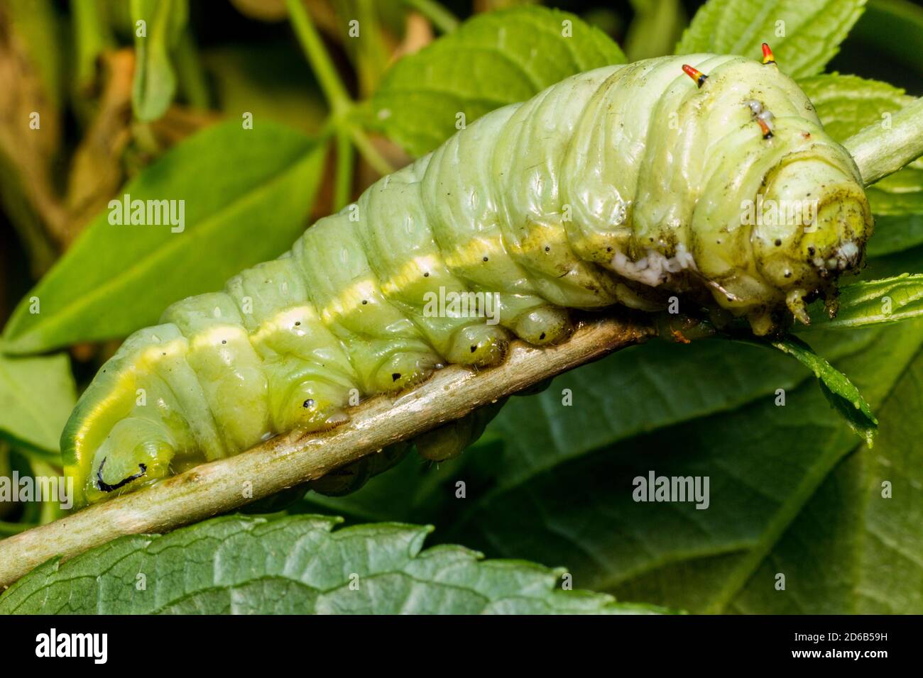 Promethea moth hi-res stock photography and images - Alamy